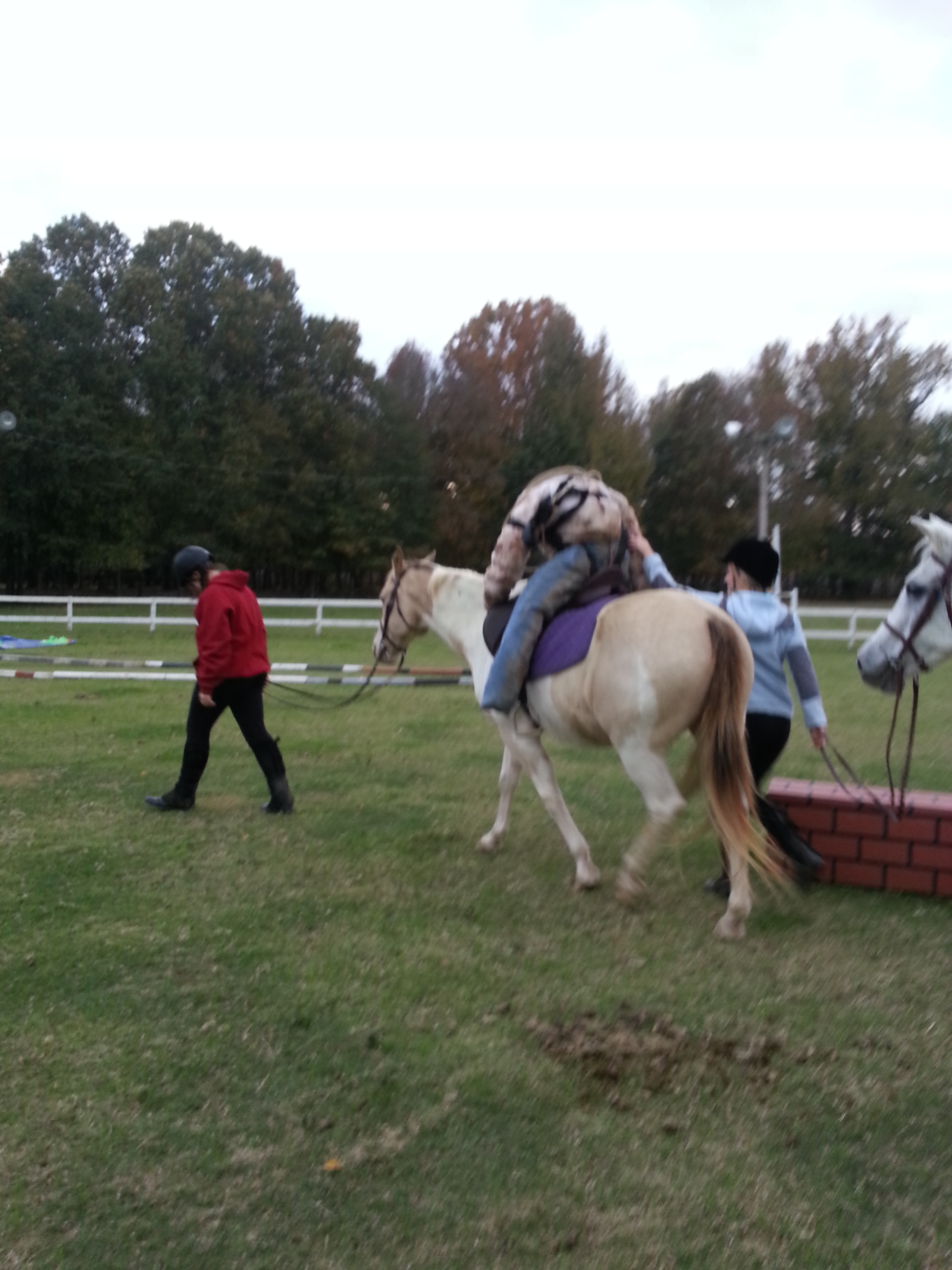 Lesson Horses | Hillside Stables