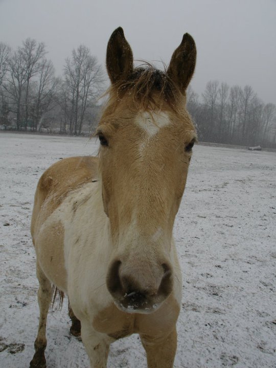 Lesson Horses | Hillside Stables