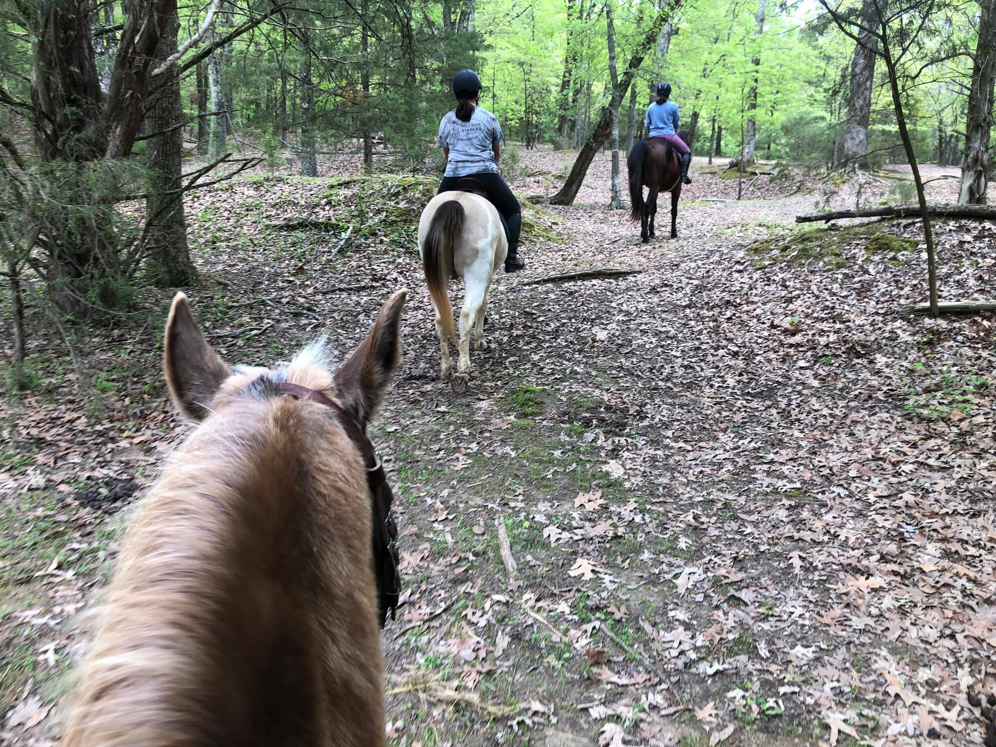 Lesson Horses | Hillside Stables